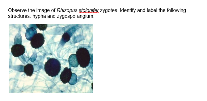 Solved Observe the image of Rhizopus stolonifer zygotes. | Chegg.com