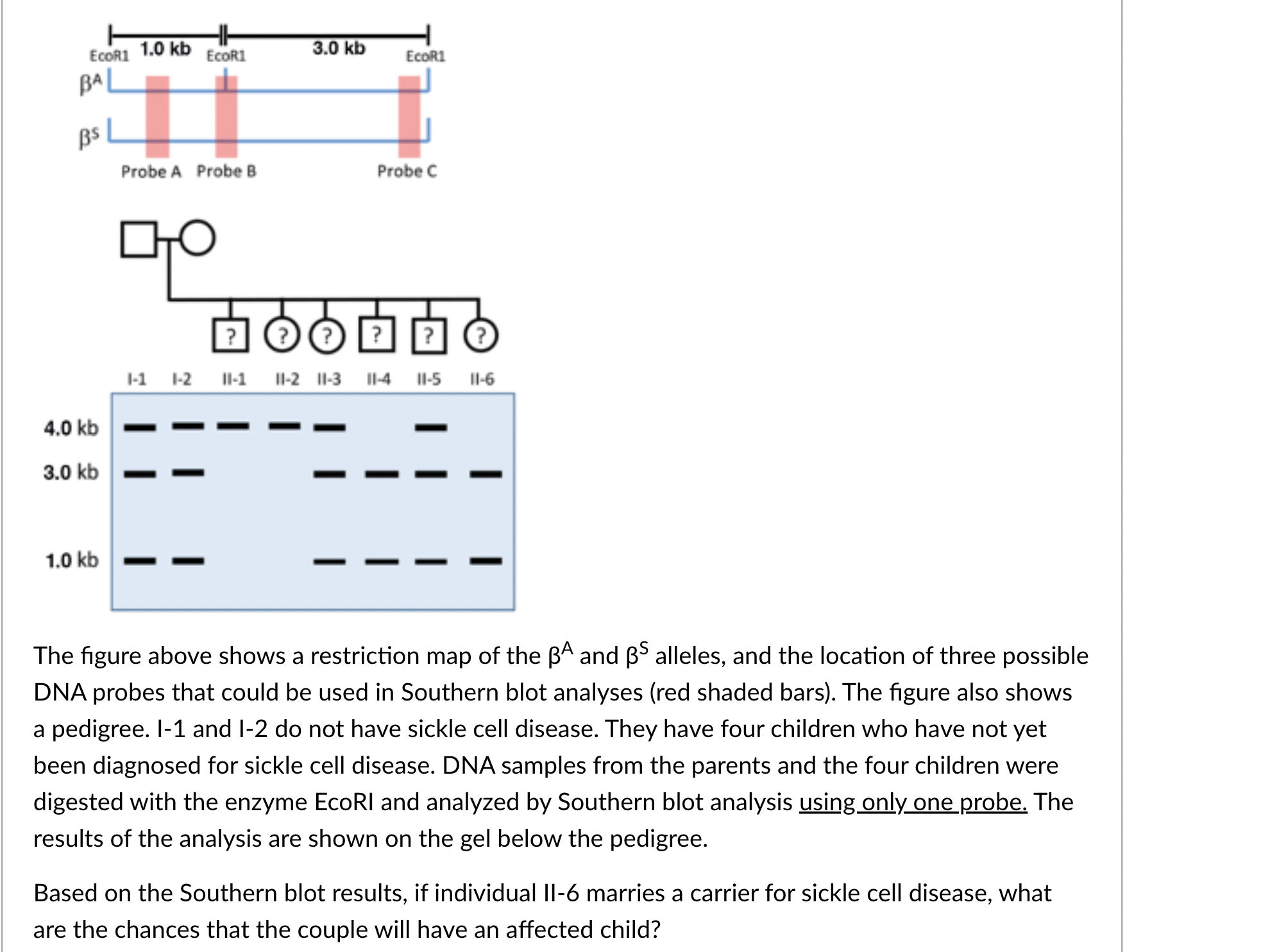 Solved The figure above shows a restriction map of the βA | Chegg.com