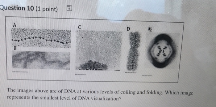 Solved Question 10(1 point) The images above are of DNA at | Chegg.com
