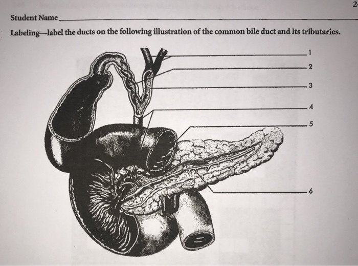 Solved 2 Student Name Labeling-label the ducts on the | Chegg.com