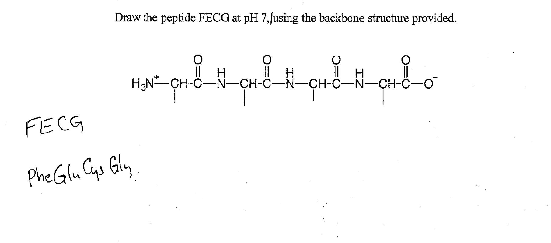 Solved Draw the peptide FECG at pH 7, using the backbone | Chegg.com