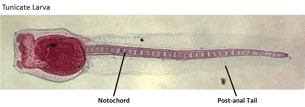 Tunicate Larva . Notochord Post-anal Tail | Chegg.com