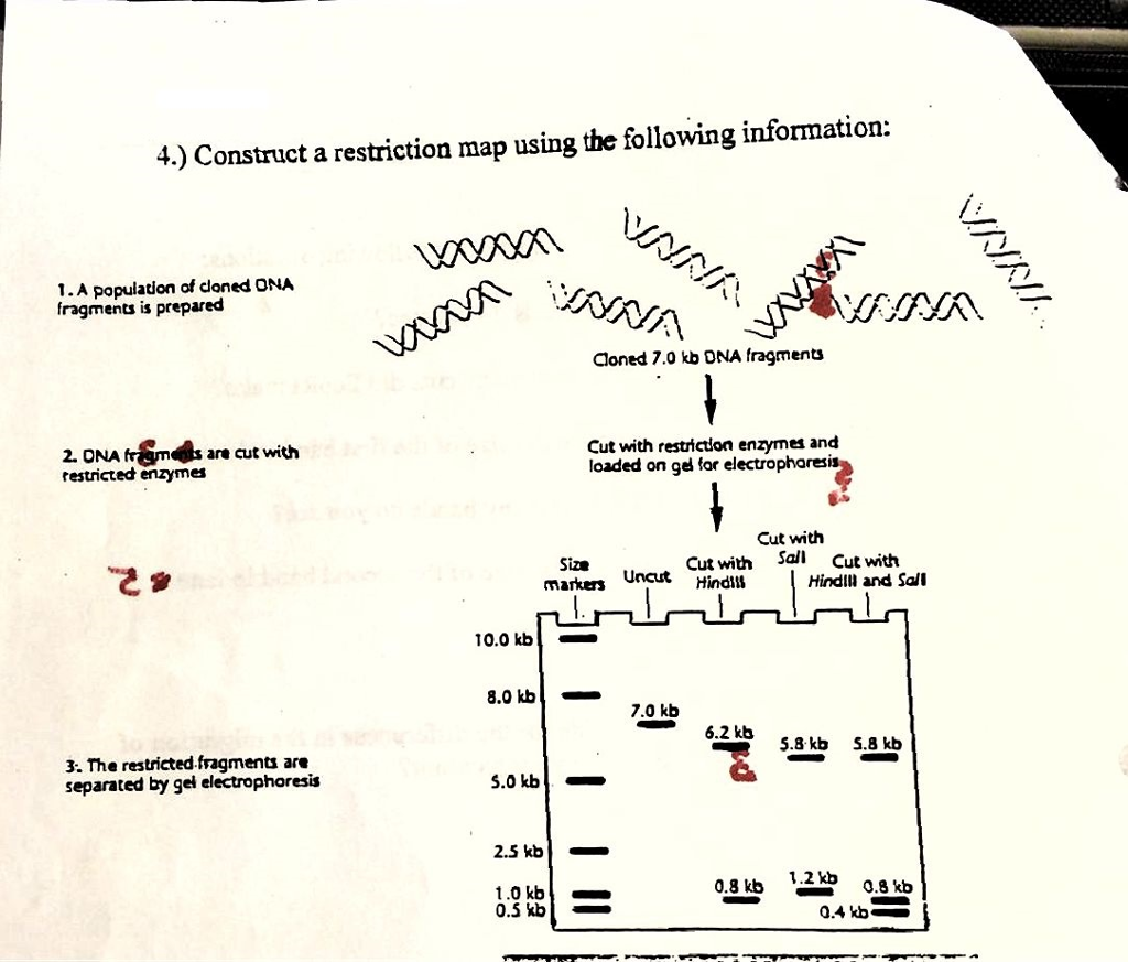 Solved Construct a restriction map using the information on | Chegg.com