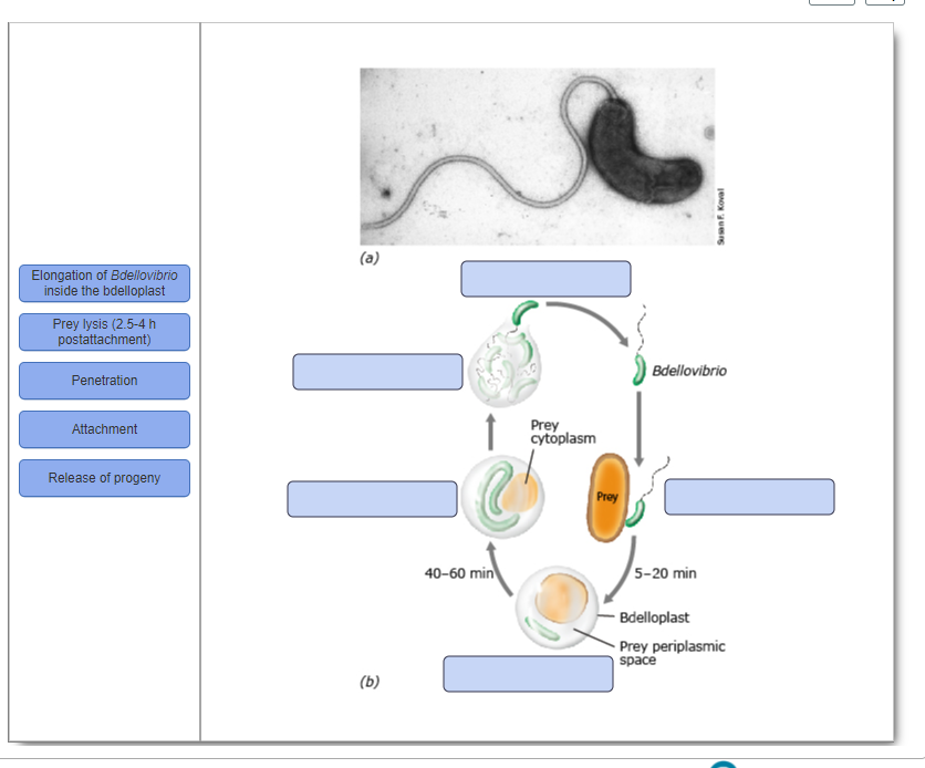 Solved Susan Koval (a) Elongation of Bdellovibrio inside the | Chegg.com