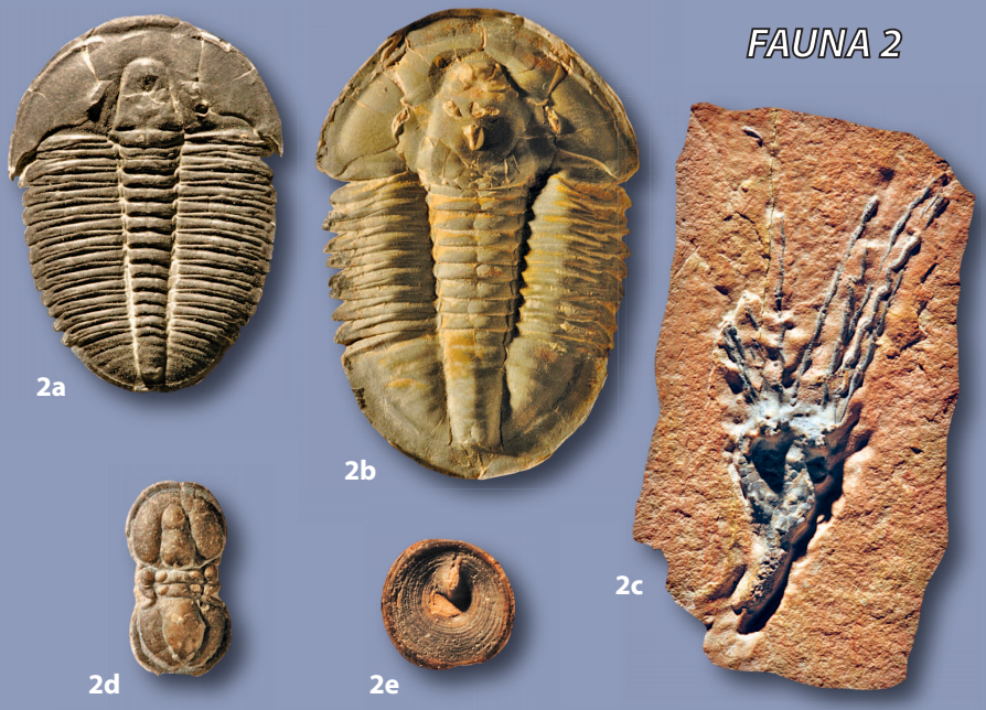 Solved FAUNA 2 2a 2b 2c 2d 2e | Chegg.com