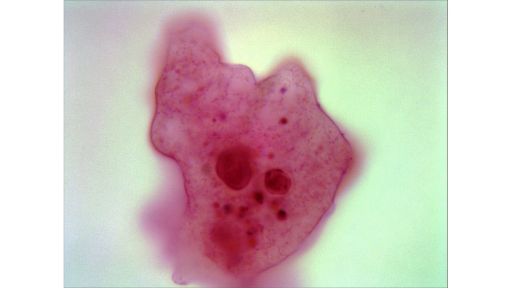 Solved Please label the nucleus, a chloroplast, and the | Chegg.com