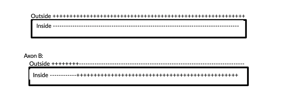 Solved Activity 2: The Neuron Using information from Chapter | Chegg.com Solved Activity 2: The Neuron Using information from Chapter | Chegg.com