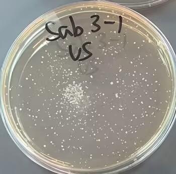 Solved sab3-1 us MNS | Chegg.com