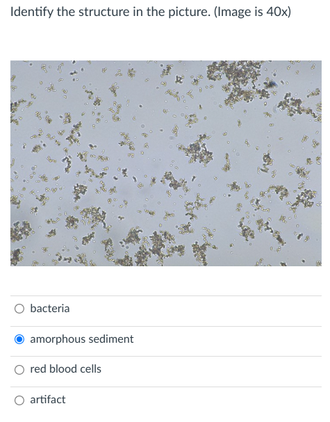 Solved Is this correct **** ﻿Identify the structure in the | Chegg.com