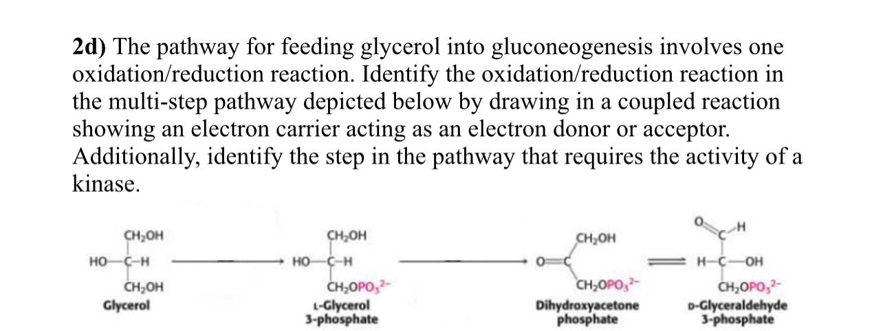 Solved 2d) The pathway for feeding glycerol into | Chegg.com