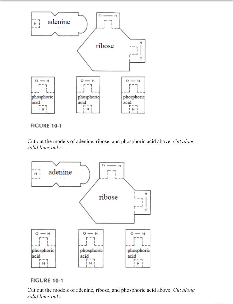 Solved Arrange your ATP molecules on a piece of paper to | Chegg.com