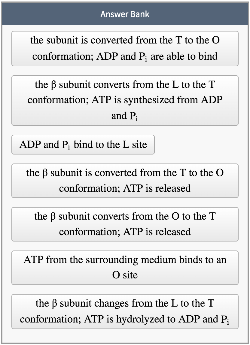 Solved Consider the figure. Order the steps of ATP synthesis | Chegg.com
