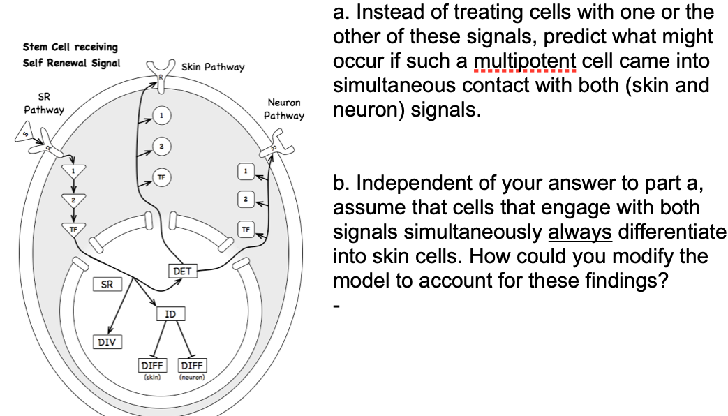 Solved Stem Cell receiving Self Renewal Signal Skin Pathway | Chegg.com