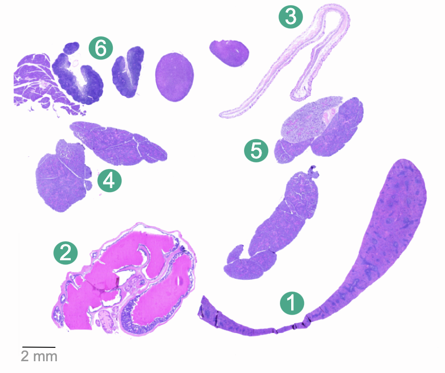 Solved Images of H&E and MT stained sections. May I have | Chegg.com