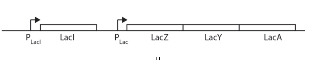 Solved Explain how control regions located hundreds of | Chegg.com