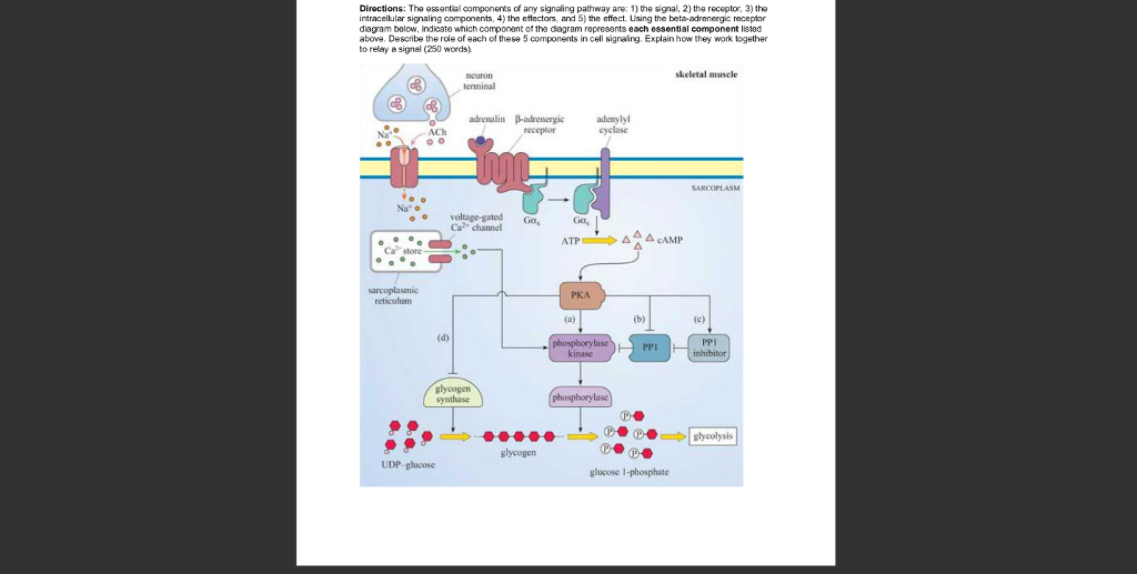 Solved Directions: The essential components of any signaling | Chegg.com