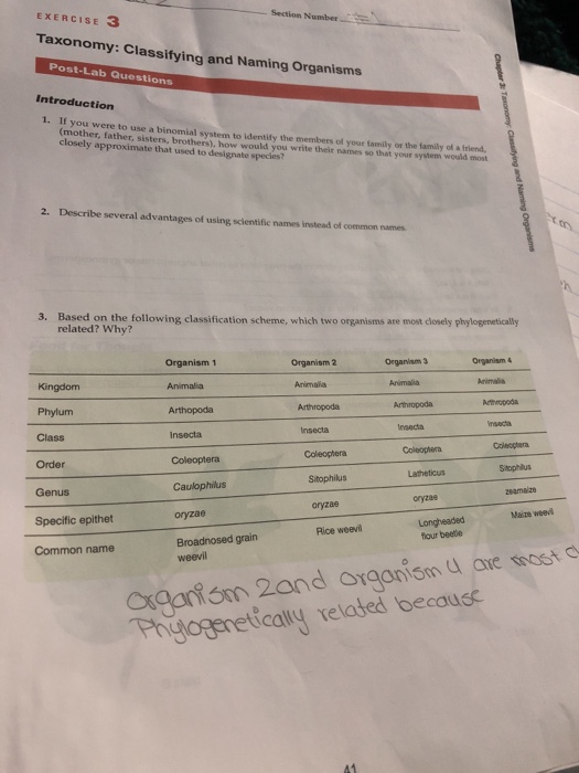 Solved EXERCISE 3 Section NumberS Taxonomy: Classifying and | Chegg.com