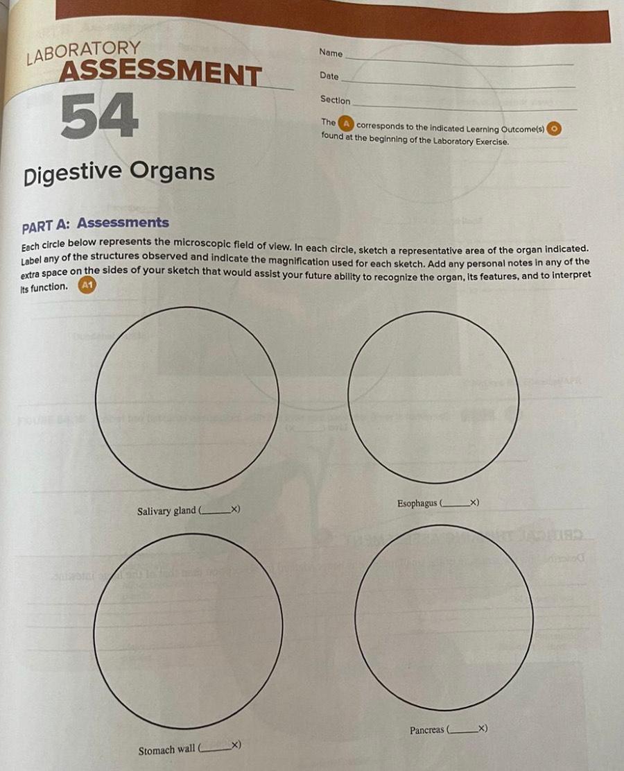 Solved Name LABORATORY Date Section ASSESSMENT 54 Digestive | Chegg.com