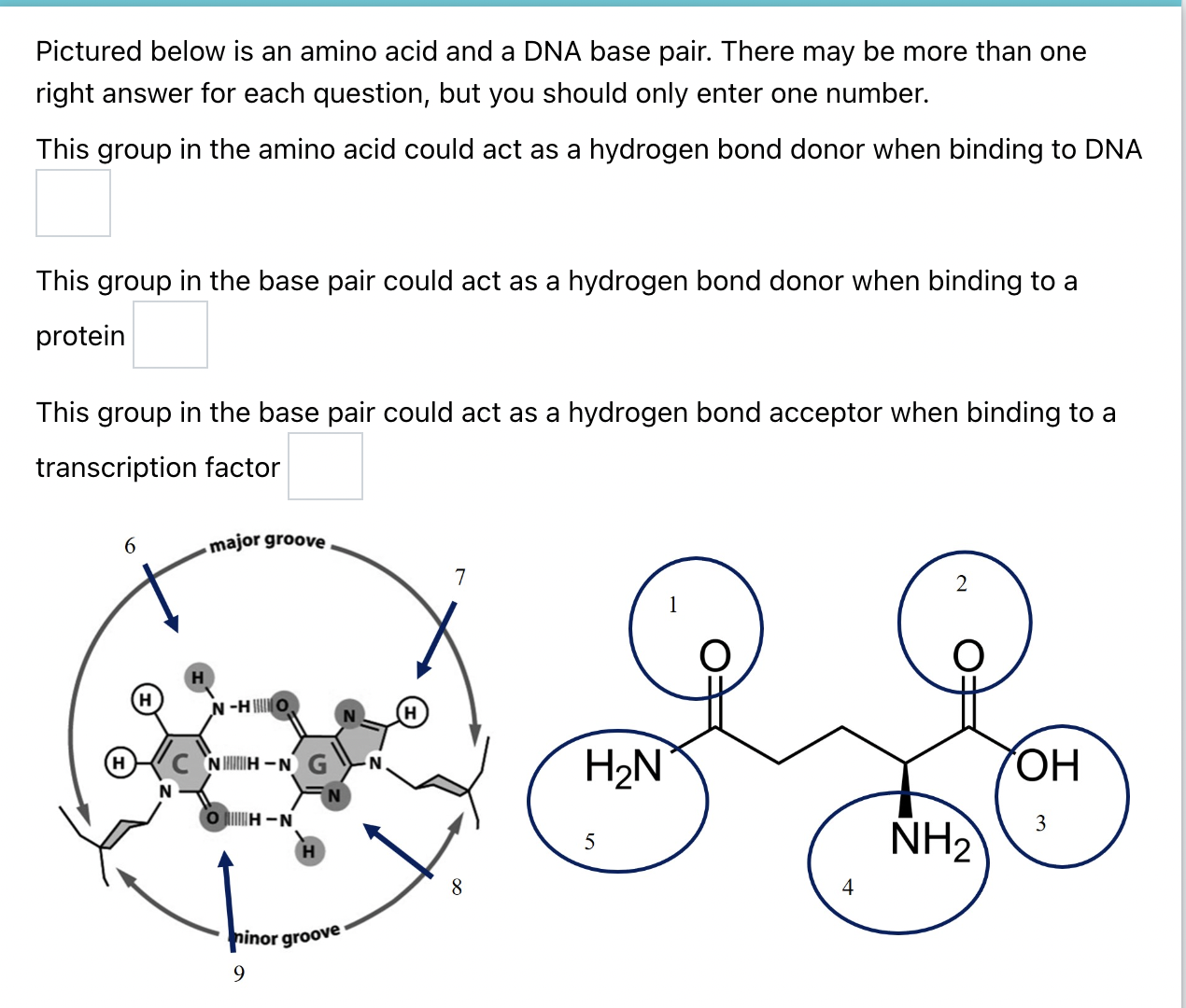Solved Pictured below is an amino acid and a DNA base pair. | Chegg.com