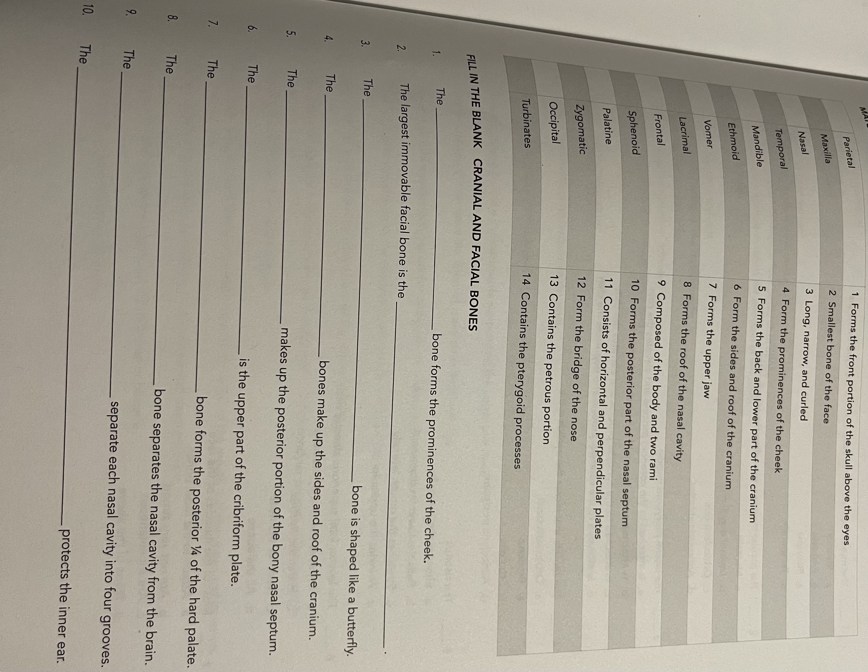 Solved 1. The bone forms the prominences of the cheek. 2. | Chegg.com