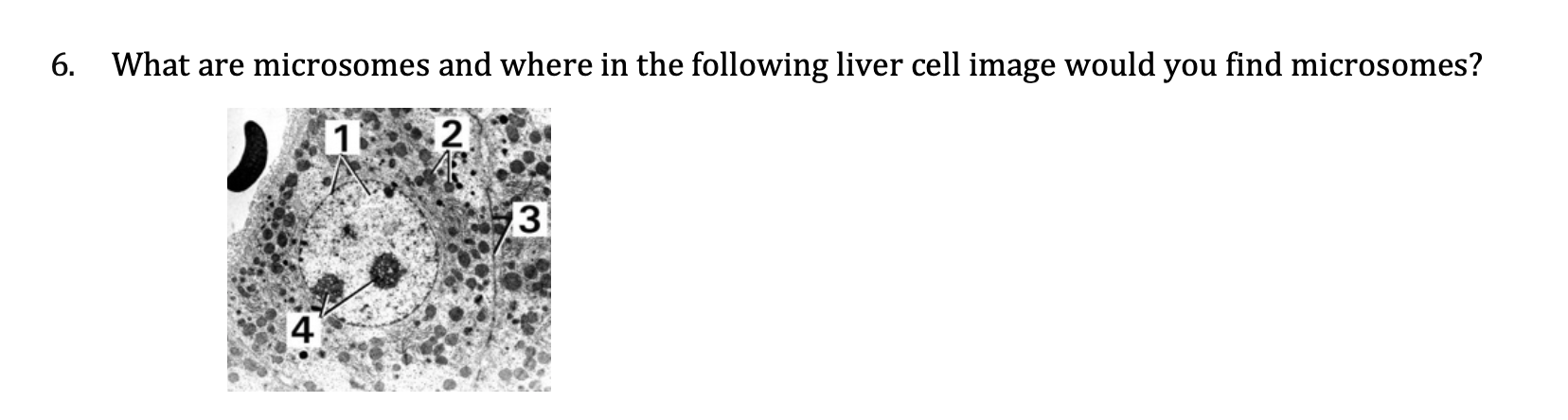 Solved 6. What are microsomes and where in the following | Chegg.com