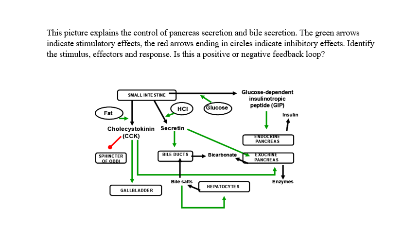 Solved This picture explains the control of pancreas | Chegg.com