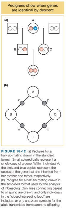 Solved 26. Figure 18-12 shows a pedigree for the offspring | Chegg.com