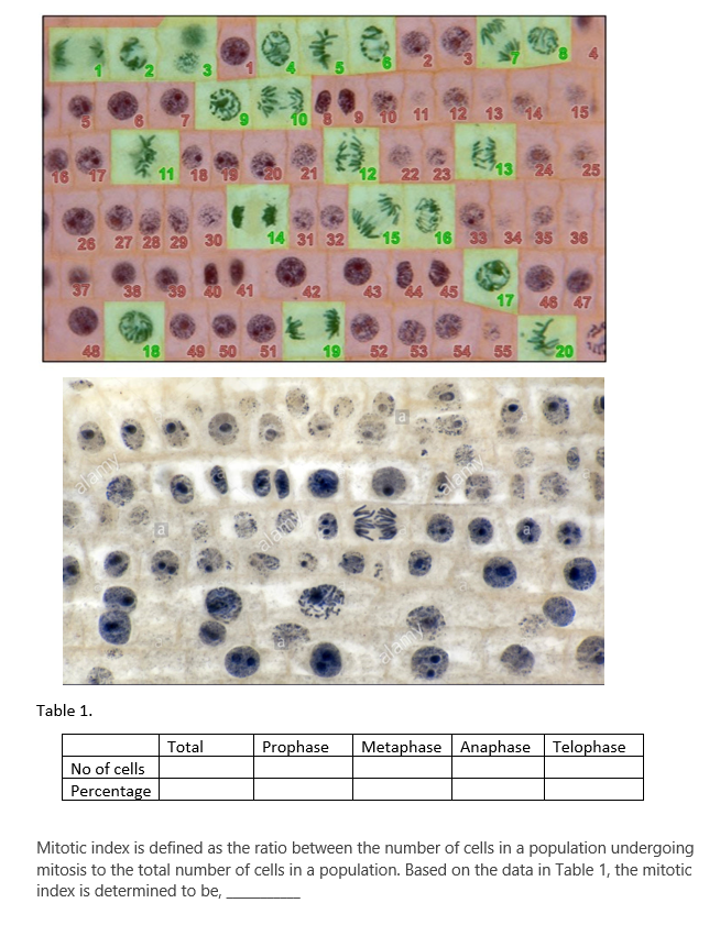Solved Identify and count dividing cells in the two | Chegg.com
