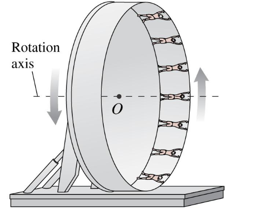 Solved In an amusement park ride called The Roundup, | Chegg.com