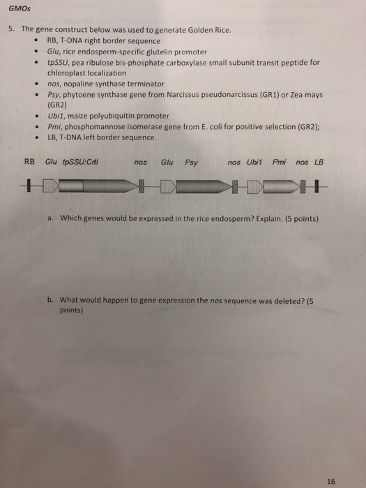 Solved GMOS 5. The gene construct below was used to generate | Chegg.com