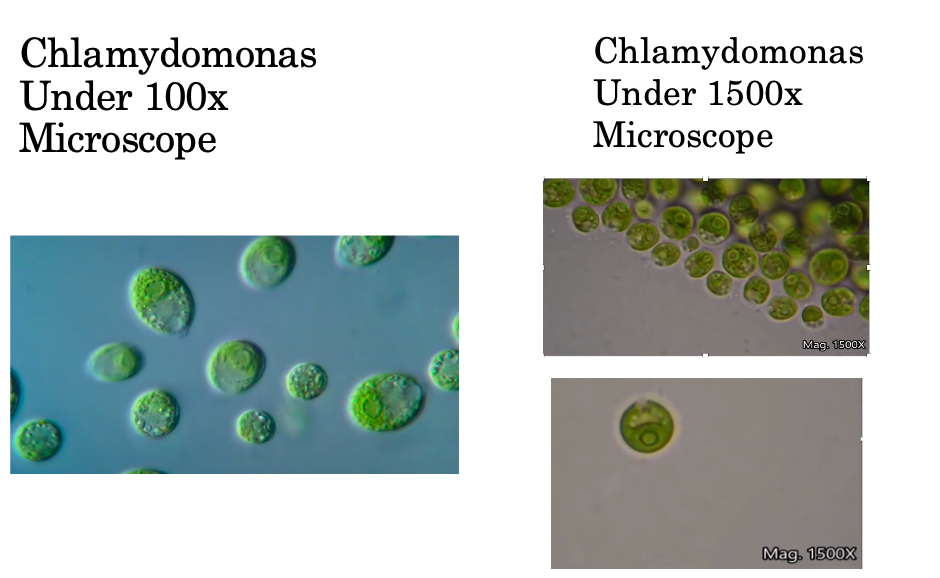 Chlamydomonas Under Microscope
