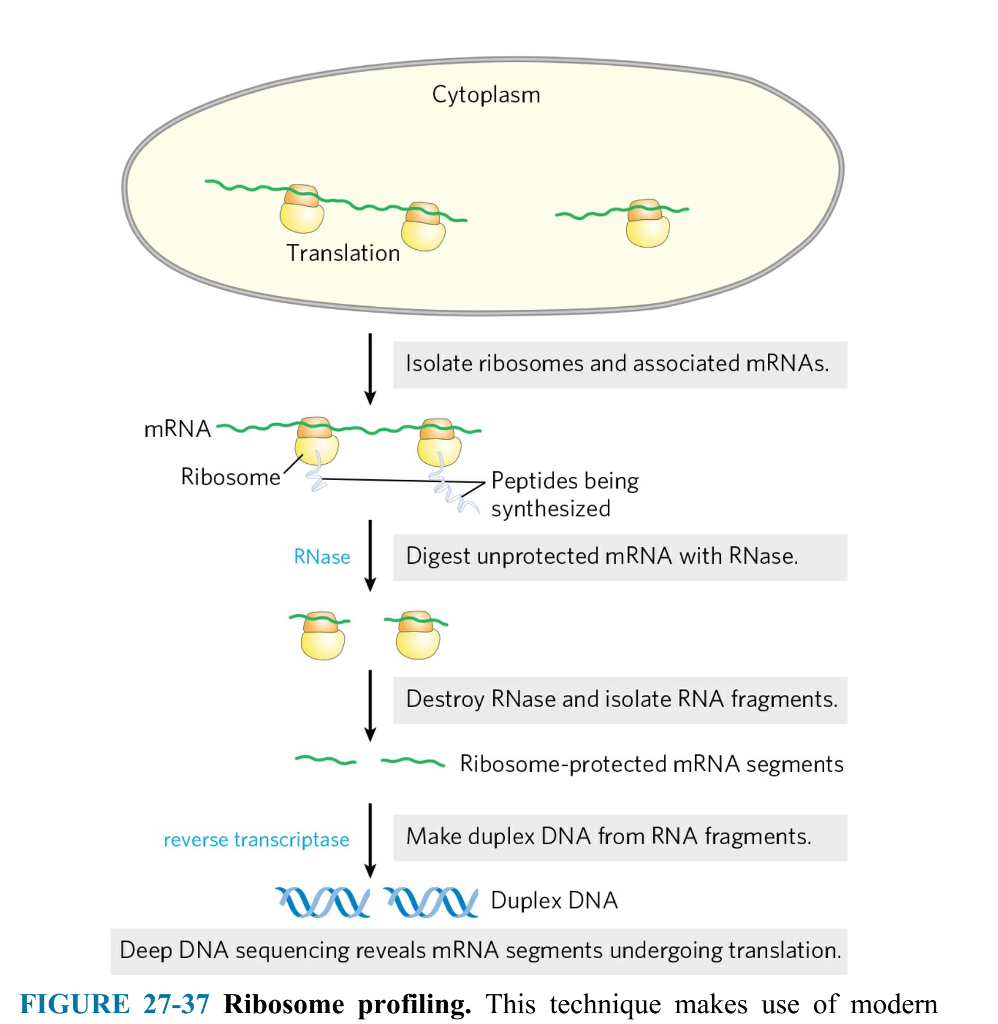 Solved Cytoplasm Translation solate ribosomes and associated | Chegg.com
