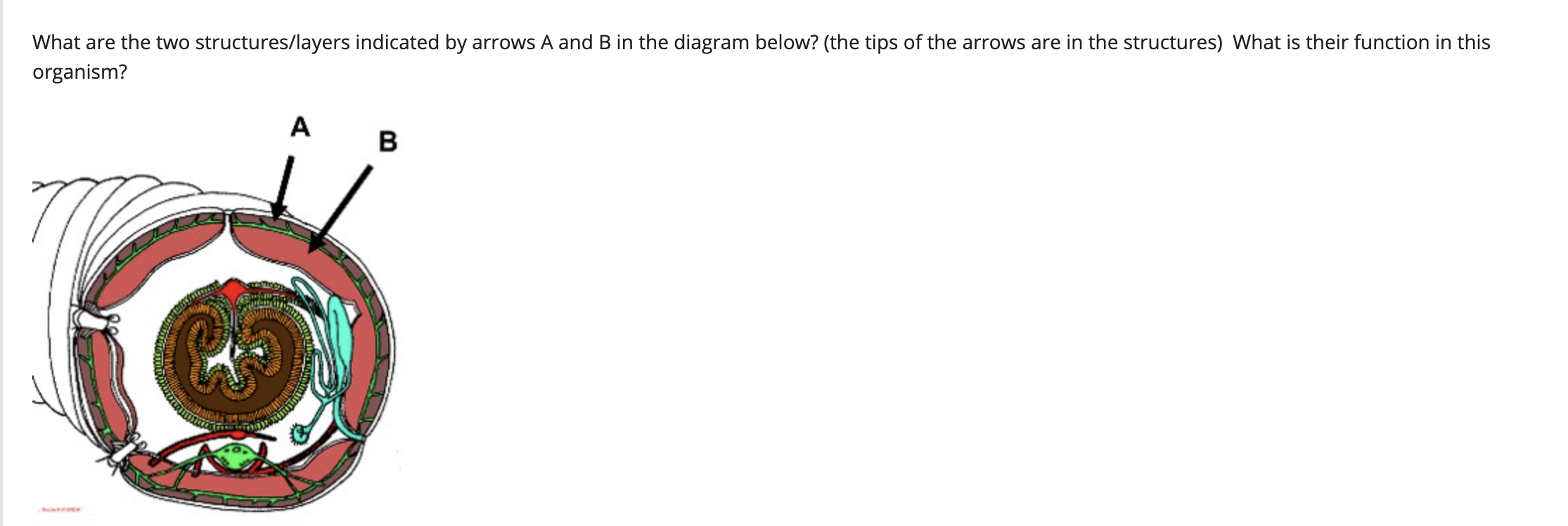 Solved What are the two structures/layers indicated by | Chegg.com