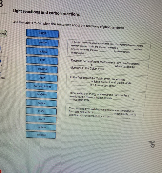 Solved Light reactions and carbon reactions Use the labels | Chegg.com