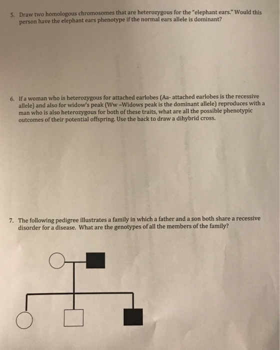 Solved Draw two homologous chromosomes that are heterozygous | Chegg.com