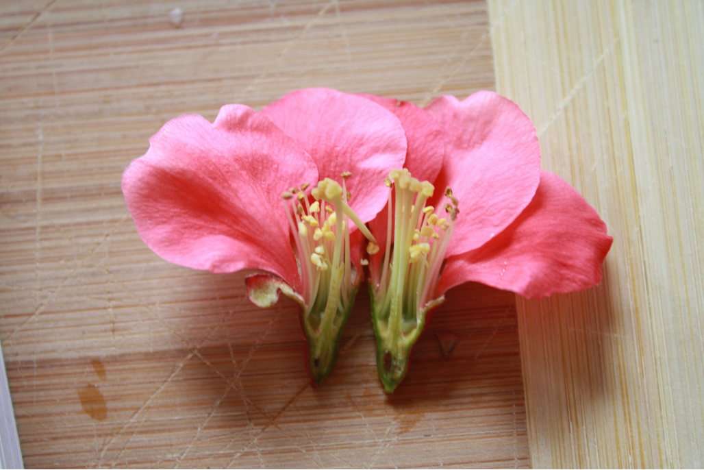 Solved Sketch the dissected flower. Label the anther, | Chegg.com