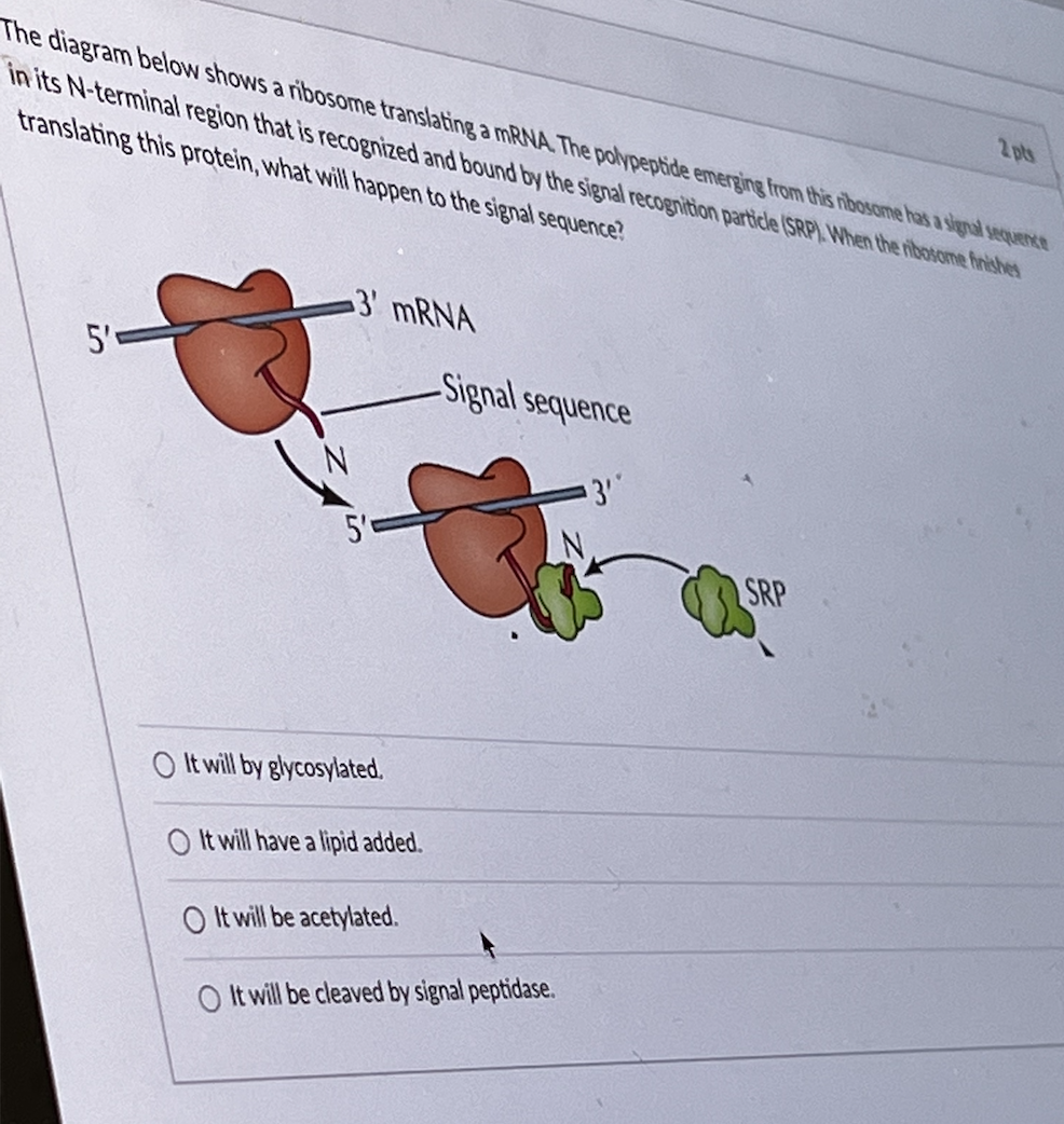 Solved The diagram below shows a ribosome translating a | Chegg.com