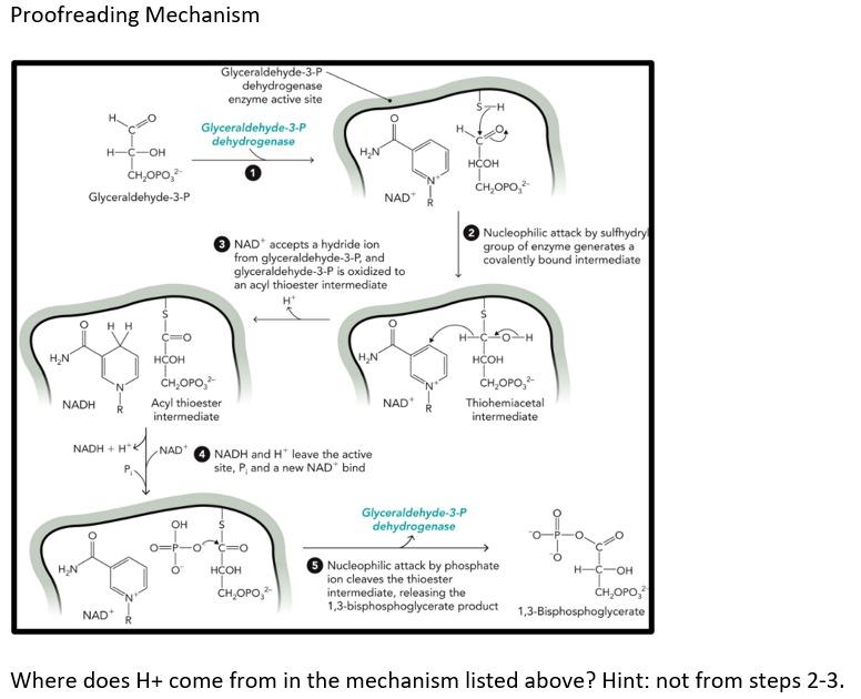 Solved Proofreading Mechanism Glyceraldehyde-3-P | Chegg.com