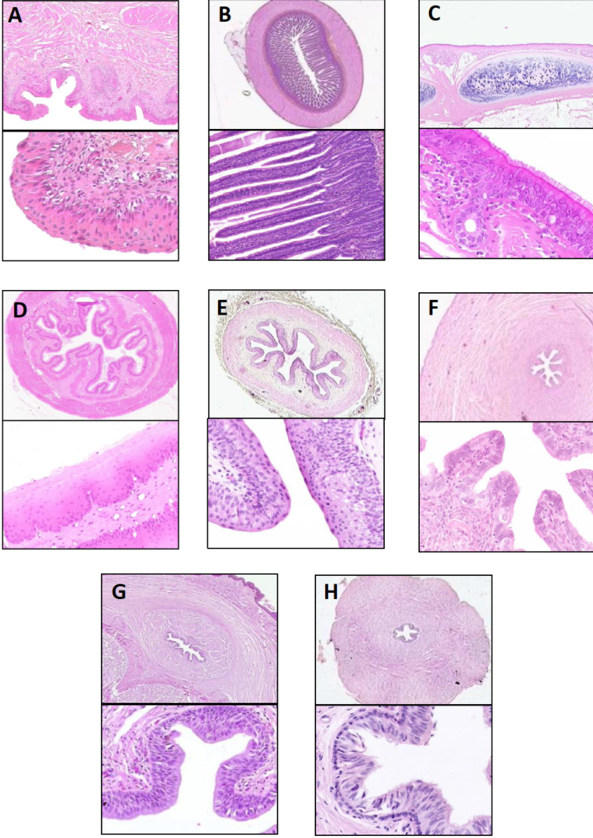 Solved identify figures of histology A to | Chegg.com