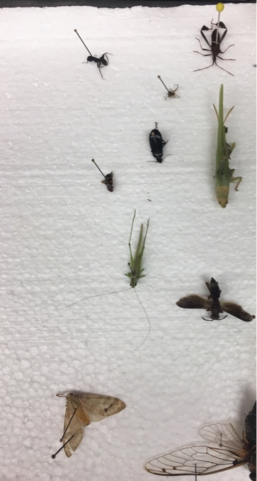 Solved What order do these belong to? | Chegg.com