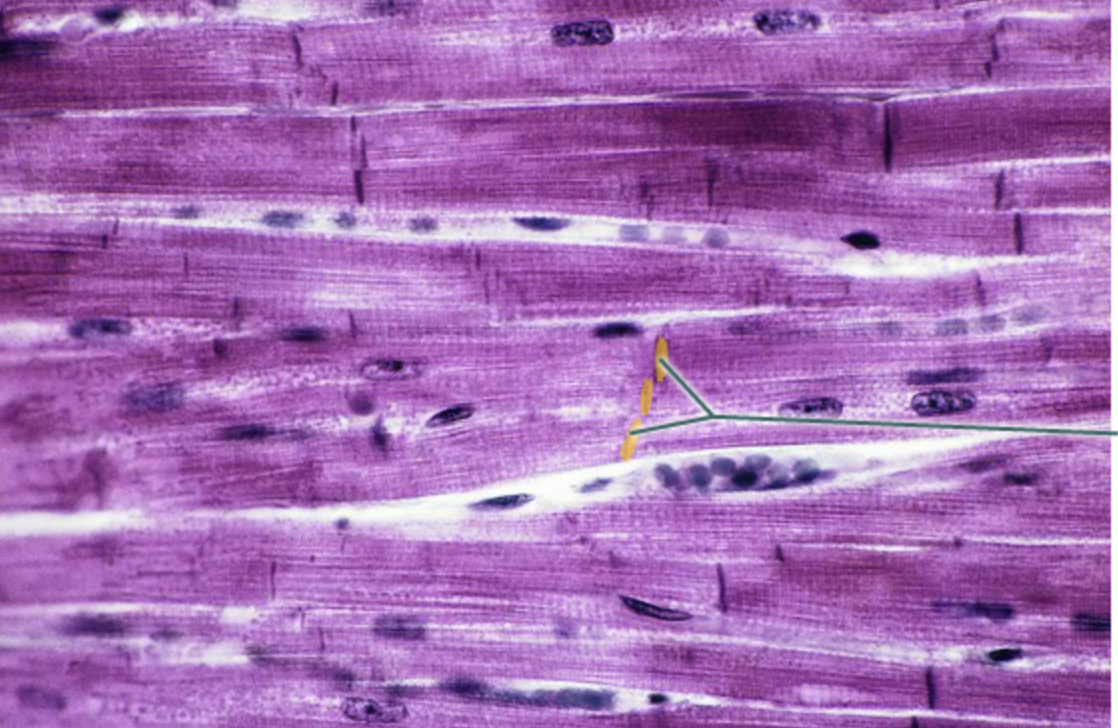 Solved Identify the highlighted structure. | Chegg.com Solved Identify the highlighted structure. | Chegg.com