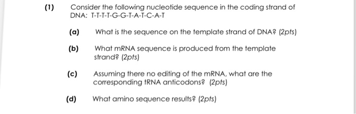 Solved Consider the following nucleotide sequence in the | Chegg.com