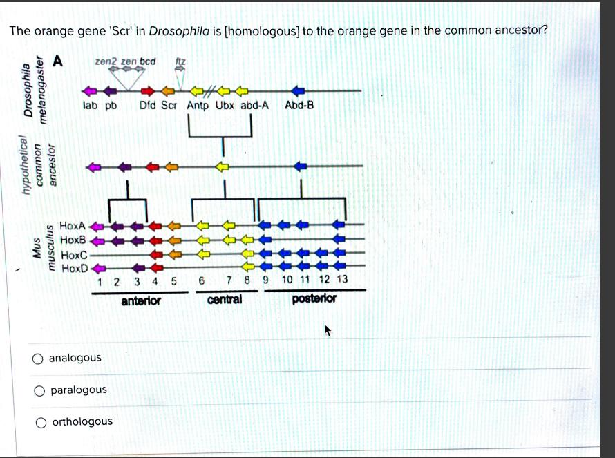 Solved The orange gene 'Scr' in Drosophila is (homologous) | Chegg.com