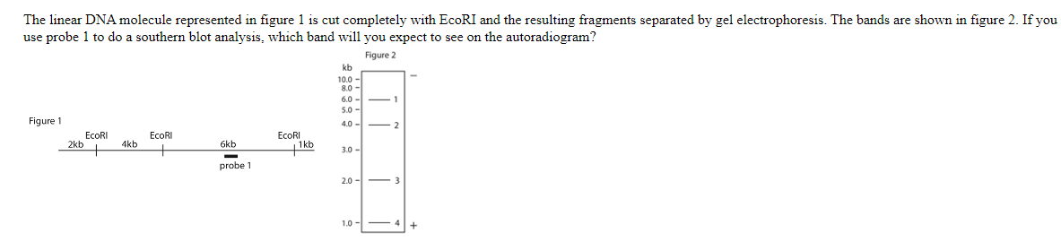 Solved The linear DNA molecule represented in figure 1 is | Chegg.com