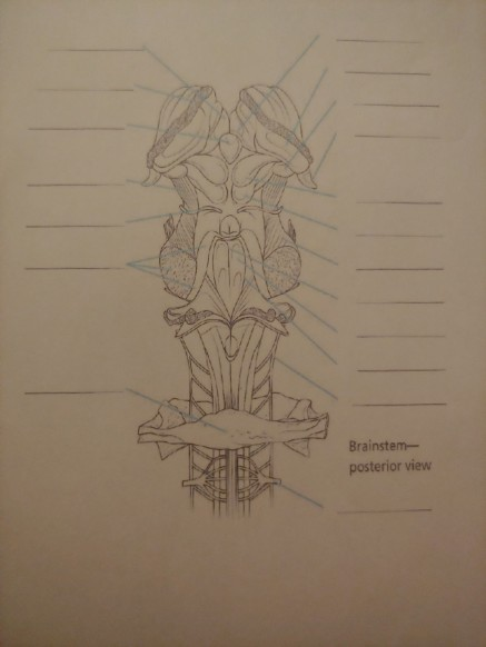 Solved Brainstem- posterior view | Chegg.com