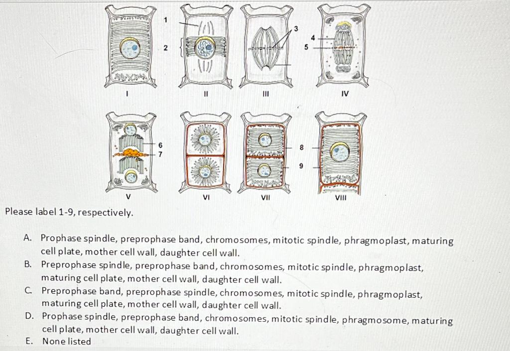 Solved Please label 1-9, respectively. A. Prophase spindle, | Chegg.com