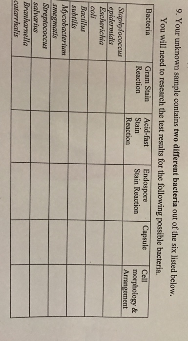 Solved Your unknown sample contains two different bacteria | Chegg.com