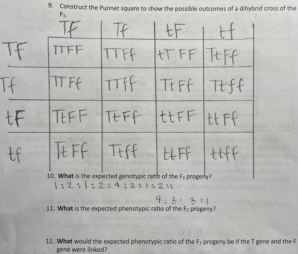 solved-10-what-is-the-expected-genotypic-ratio-11-what-is-chegg