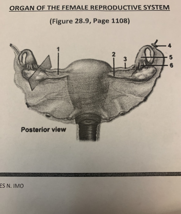 Solved ORGAN OF THE FEMALE REPRODUCTIVE SYSTEM (Figure 28.9, | Chegg.com