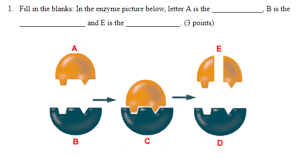 Solved Fill in the blanks: In the enzyme picture below, | Chegg.com
